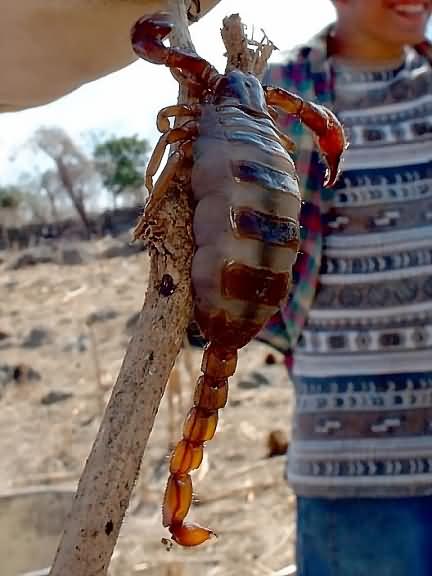 close up of scorpion.jpg
