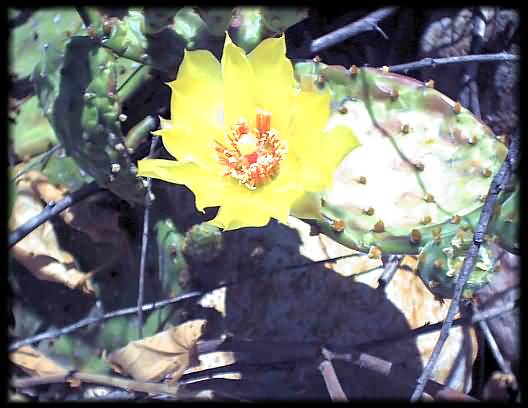 broad leaf cactus flower.jpg